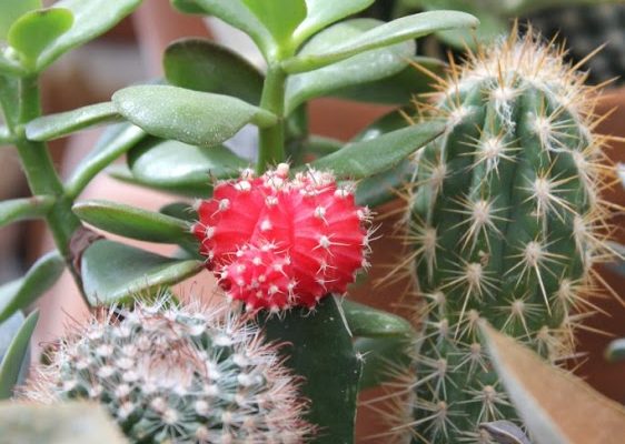 Springdale Farms – See-Inside Farmers’ Market & Supermarket, Cherry ...