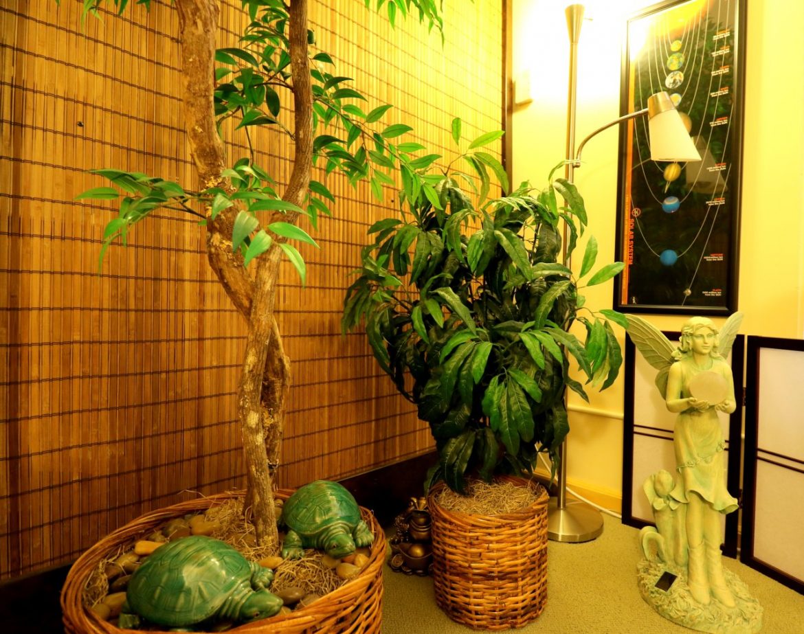 Alice Inoue Life Guidance, LLC Honolulu, HI office plants – Google ...